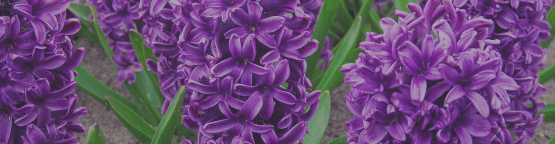 flowers with fill – Dr Melinda Cook