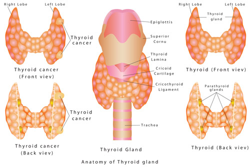 thyroid anatomy – Dr Melinda Cook